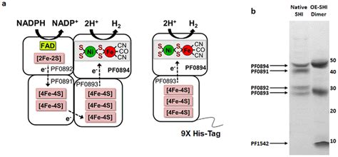 Pyrococcus Furiosus Heterotetrameric And Dimeric Soluble Hydrogenase I Download Scientific