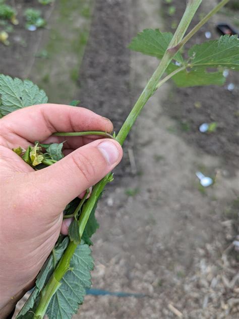 Moving A Raspberry Growing In The Wrong Place Patient Gardener