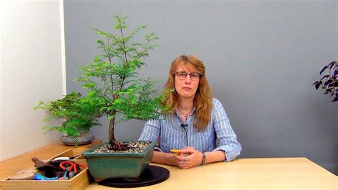Бонсай из метасеквойи (ч.7). - YouTube