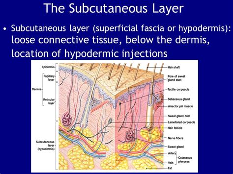 Integumentary System Ch 6 Ppt Download