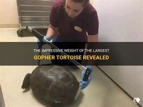 The Impressive Weight Of The Largest Gopher Tortoise Revealed Petshun