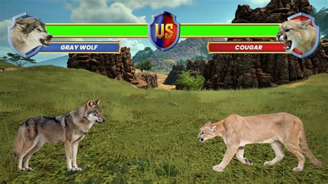 Gray Wolf Vs Cougar Youtube