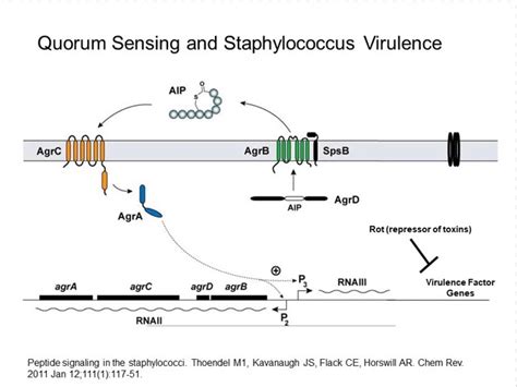 Staphylococcus Aureus Diagram