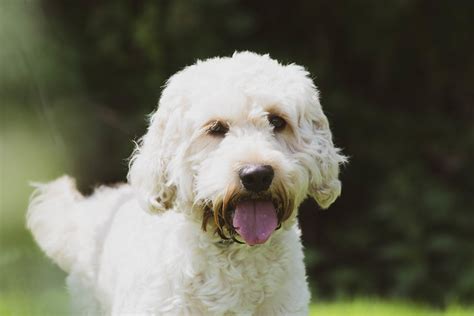 Cockapoo Pictures And Informations Dog