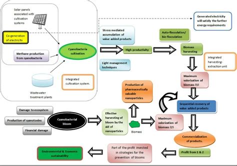 Syama Prabha On Linkedin Cyanobacteria Microalgae Greeneconomy Biorefinery Bioreactors