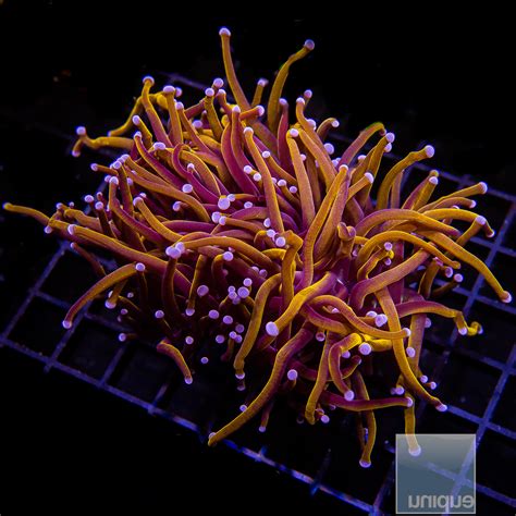 February Coral Frenzy Sale Event Feb 2 And 3 Two Day Event Noon 5pm