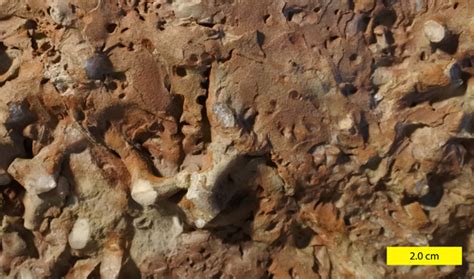 Woosters Fossils Of The Week Trepostome Bryozoans Burrow Systems And Bedding Features In An