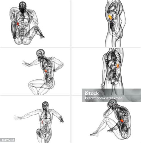 3d 렌더링 의료 일러스트 레이 션의 비장 3차원 형태에 대한 스톡 사진 및 기타 이미지 3차원 형태 건강관리와 의술