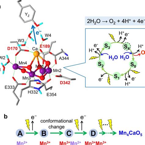 Structure And Reaction Of The Oxygen Evolving Mn Cluster And Its Download Scientific Diagram