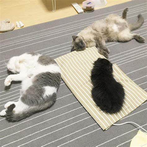 Gimo The Cat Will Mesmerize You With His Big Bold Eyes