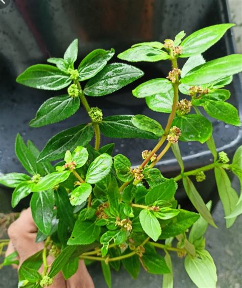 Tawa Tawa Herbal Plant Uprooted Lazada Ph