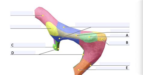 Lab 3 Appendicular Skeleton Part 5 Diagram Quizlet