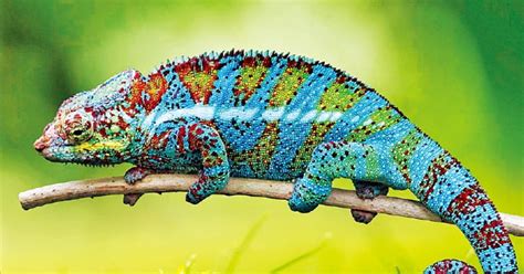 [고두현의 문화살롱] 보호색뿐 아니라 경고색도 필요하다