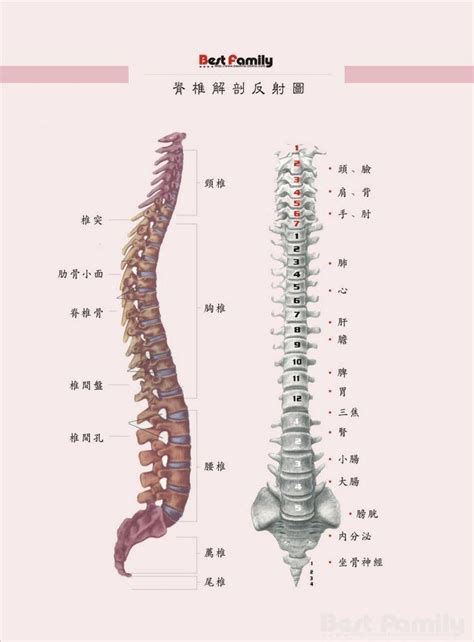 脊椎生理曲度变直,过曲区别? 知乎 脊椎生理曲度变直,过曲区别? 知乎