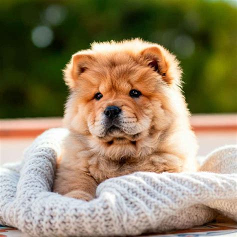 Chow Chow Cuidado Carácter Y Más
