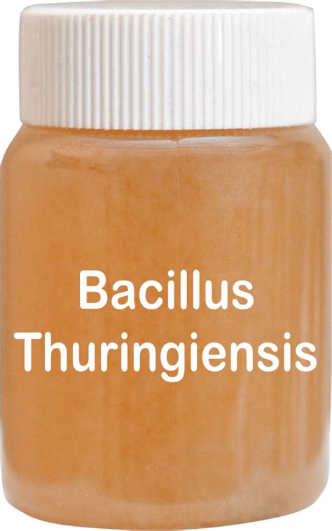 Bacillus Thuringiensis Technical At Best Price In Ankleshwar Gujarat