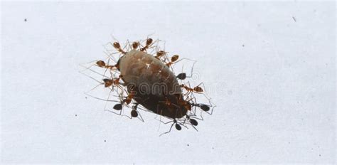 Ants Work Together Stock Image Image Of Focus People 313988123
