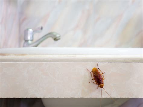 Cockroach In Kitchen Sink Things In The Kitchen