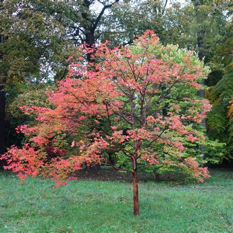 Acer Griseum Paperbark Maple Trees For Sale Ornamental Trees