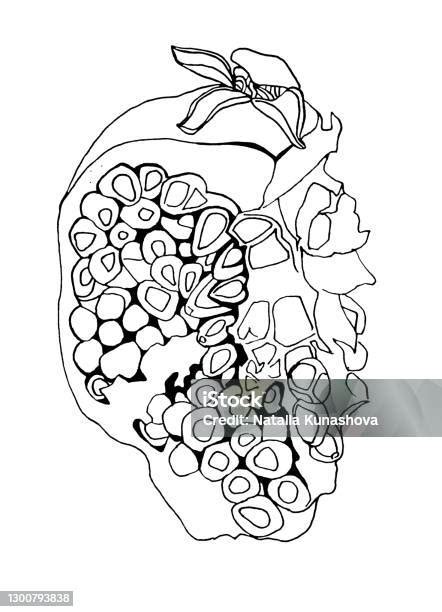 검은 색과 흰색 라인 예술 은 분리 된 씨앗과 석류 색칠 공부 메뉴 직물 카드 스티커 배경 화면 포장을위한 예술 창조적 인 손으로 그린 개체 건강한 식생활에 대한 스톡 벡터