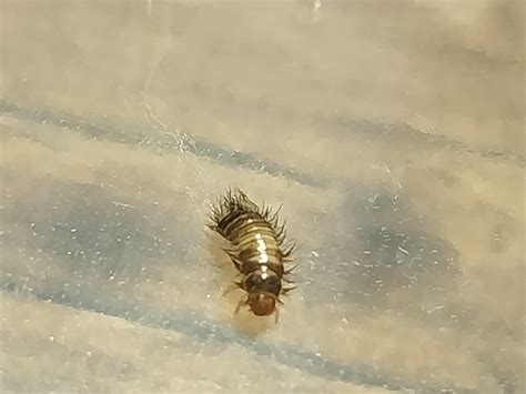 Need Help Identifying This Insect Larvae R Entomology