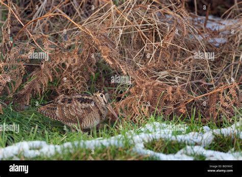 Woodcock Scolopax Rusticola Feeding In Snow On Norfolk Coastal Farmland