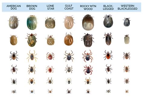 About Ticks
