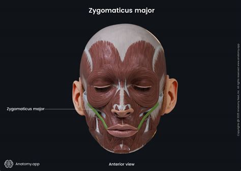 Zygomaticus Major Anterior View Anatomyapp