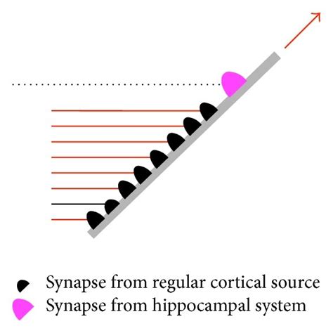 Process For Hippocampal System Managed Receptive Field Expansion At