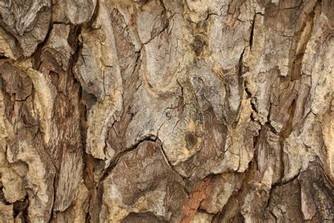 Tree Bark Detail Abstract Background Stock Image Image Of Giant Decay 50070395