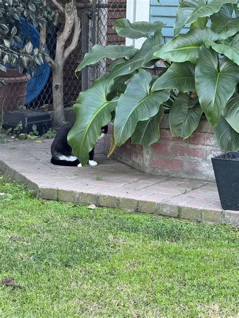 Just A Yard With Bad Grass Not A Single Cat To Be Found Rthereisnocat