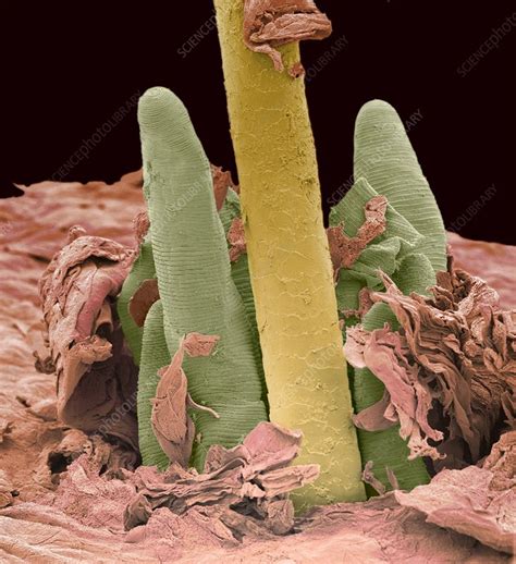 Eyelash Mite Tails Sem Stock Image C0046452 Science Photo Library