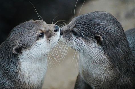 Premium Photo Close Up Of Otter Kissing