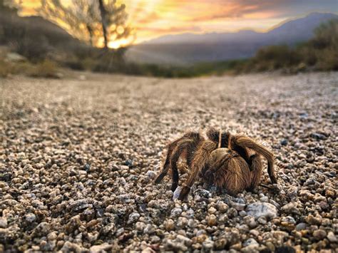 Close Up Of Trantula Arachnid On The Prowl At Dawn And Dusk During