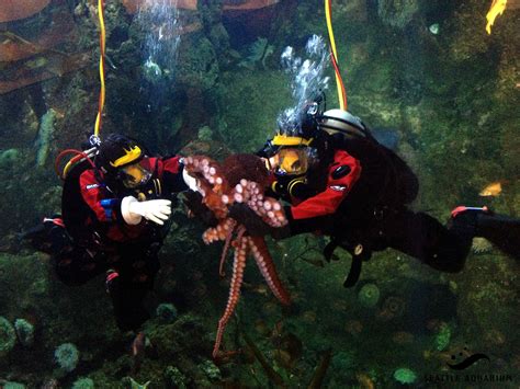 Seattle Aquarium Cancels Octopus Sex Act Due To Cannibalism Concerns News Weather Sports