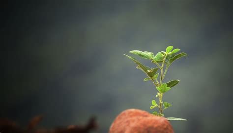 Roundtable On Sustainable Biomaterials Standards Commonshare