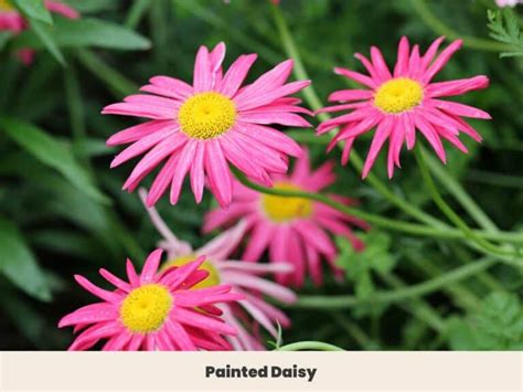 12 Different Flowers That Look Like Daisies Growing Guides