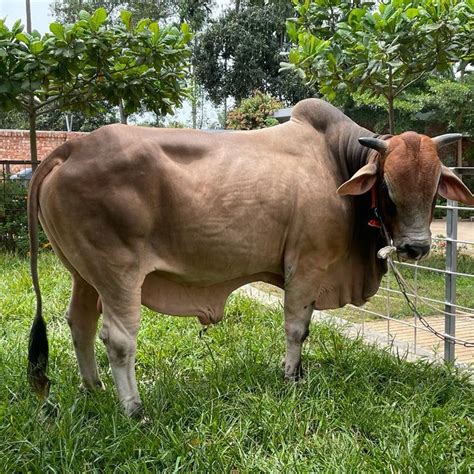 দ্যা হাল্ক বায়োমেন্ড অনলাইন গরুর হাট