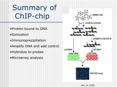 PPT ChIP Chip Data Model And Analysis PowerPoint Presentation Free Download ID 306149