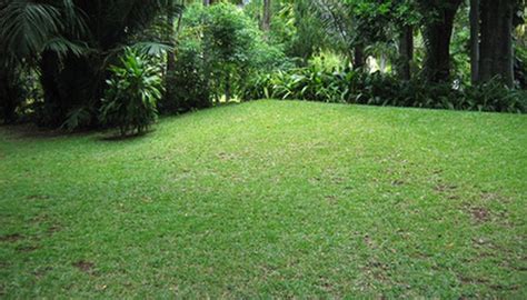 Lawn Grass Types