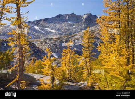 Larch Trees In Their Autumn Colors On Prusik Ridge With Dragontail Peak