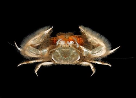 ドロカニダマシ 日本十脚目写真館