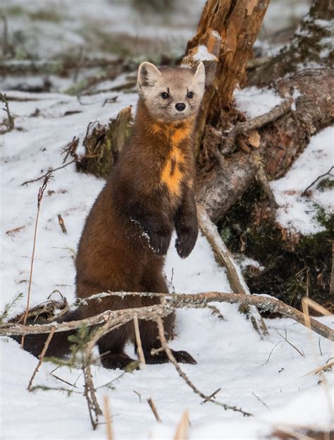 Nine Facts About American Martens — Slonina Nature Photography