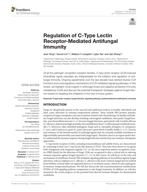 Pdf Regulation Of C Type Lectin Receptor Mediated Antifungal Immunity