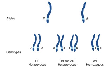 PATTERNS OF INHERITANCE CHAPTER Flashcards Quizlet