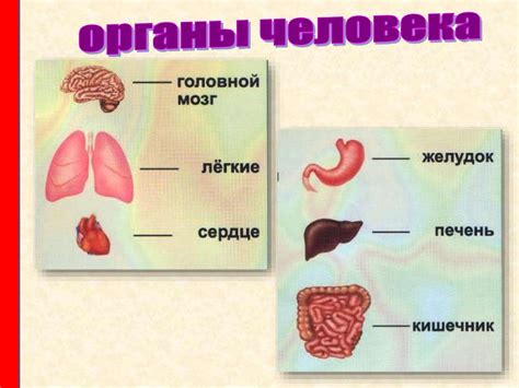 Организм человека - презентация онлайн