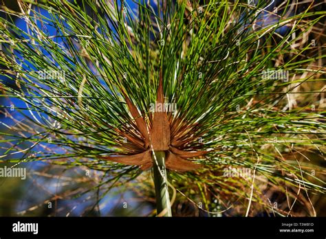 Beautiful Papyrus Sedge Cyperus Papyrus Detail A Stem With A Cluster Of Thin Bright Green