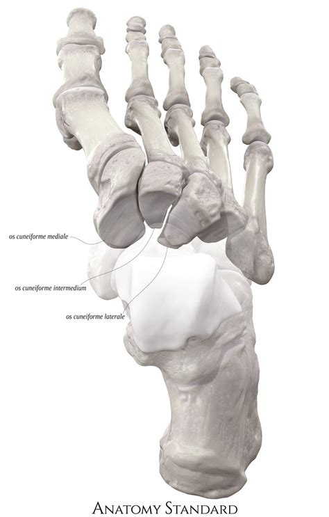 The Right Talus Bone Ex Situ Artofit