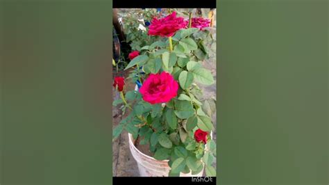 গোলাপের পারি দিয়া রজনী গন্ধা দিয়া মালা আমি গাথিরে Youtube