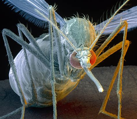 Cómo Fue Identificado El Primer Virus De La Historia Y Qué Pasó